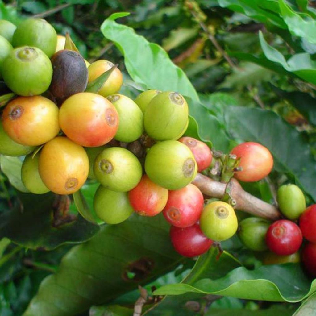 ☕ Granos de café Papua Nueva Guinea (PNG) ☕