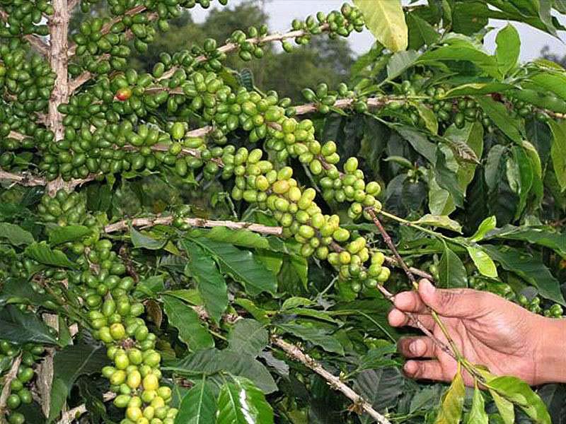 Granos de Café Sumatra LA JOYA DEL CAFÉ